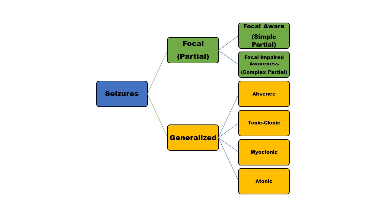 Types of Seizures – Edmonton Epilepsy Association